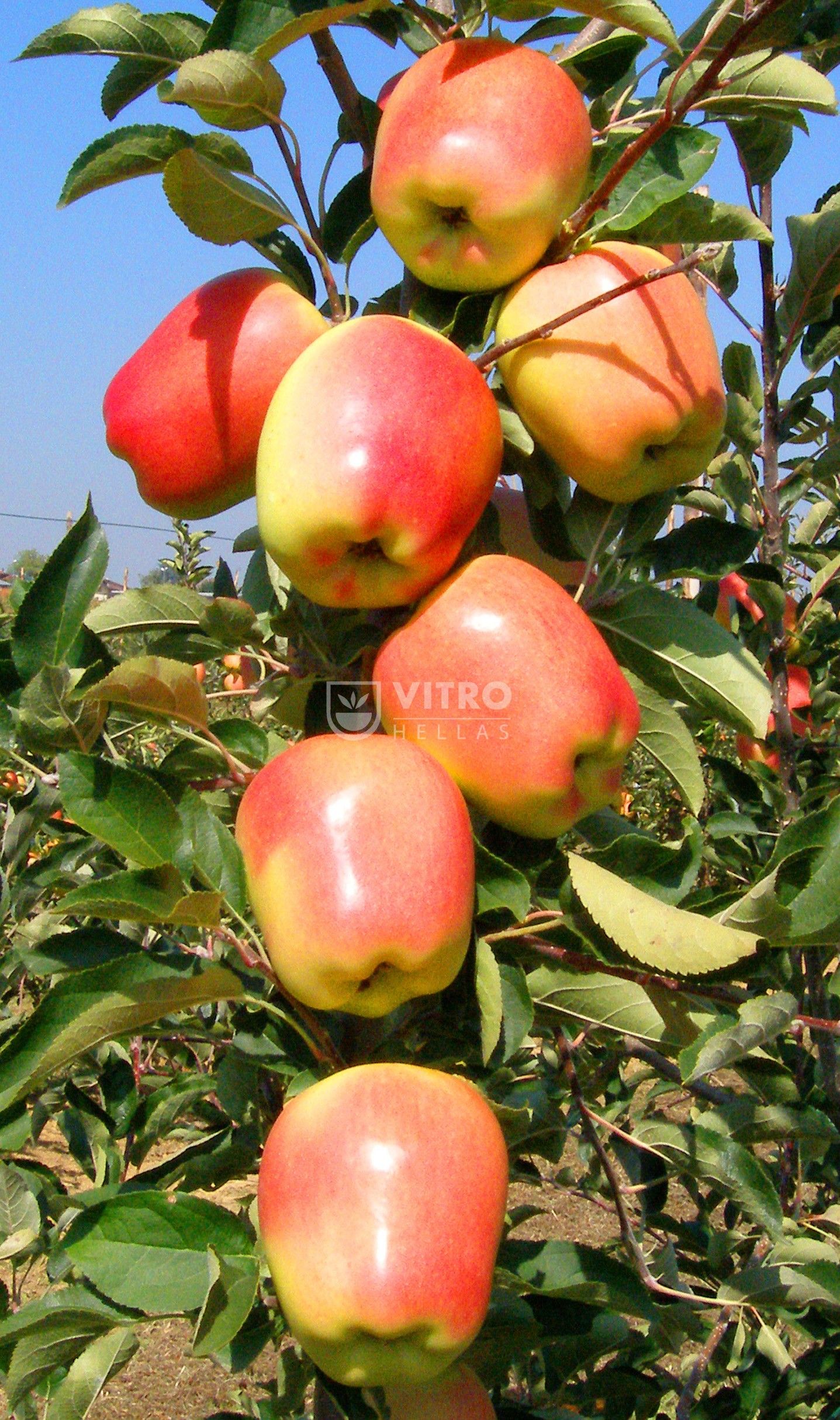 Gold Chief® - Gold Pink Apples - Vitro Hellas Nursery