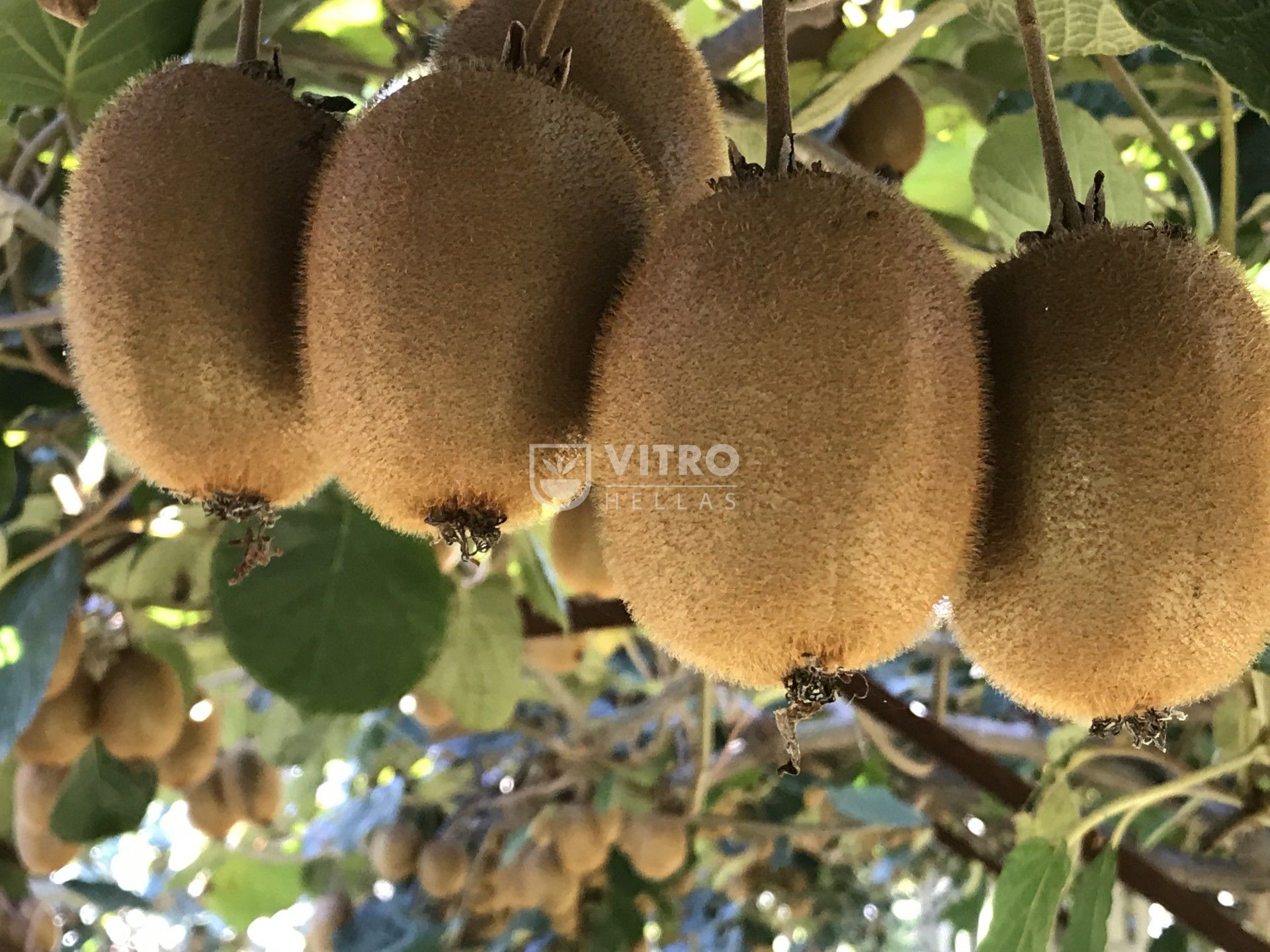 Kiwi Plants - Vitro Hellas Nursery