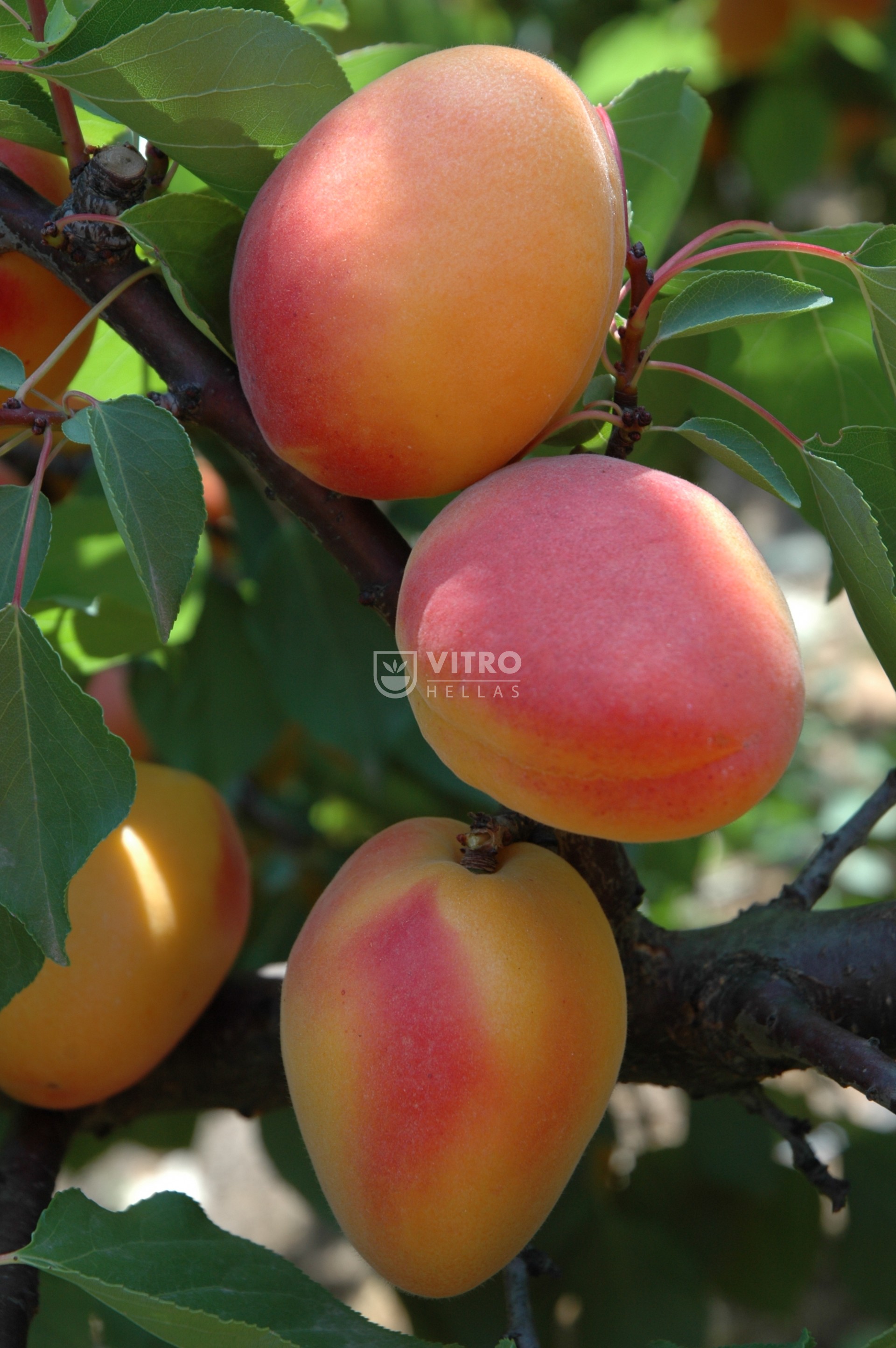 Faralia® IPS 1.2.85 Apricots - Vitro Hellas Nursery