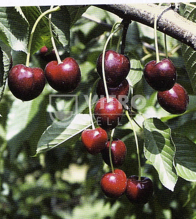 Regina Cherries - Vitro Hellas Nursery