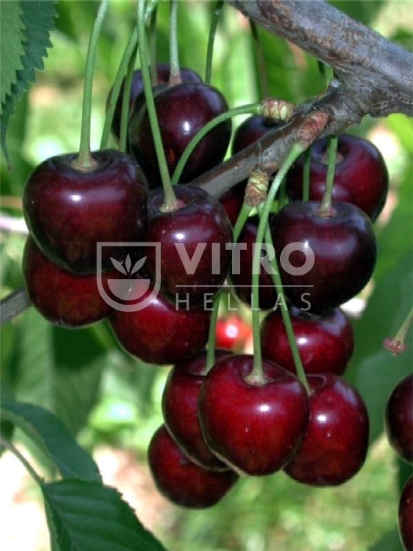 Regina Cherries - Vitro Hellas Nursery