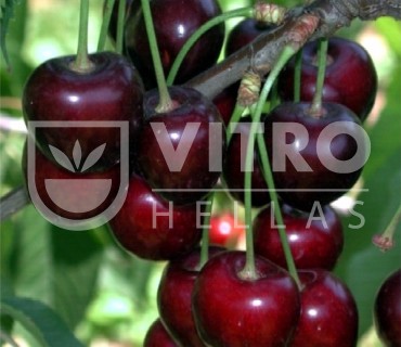 Regina Cherries - Vitro Hellas Nursery