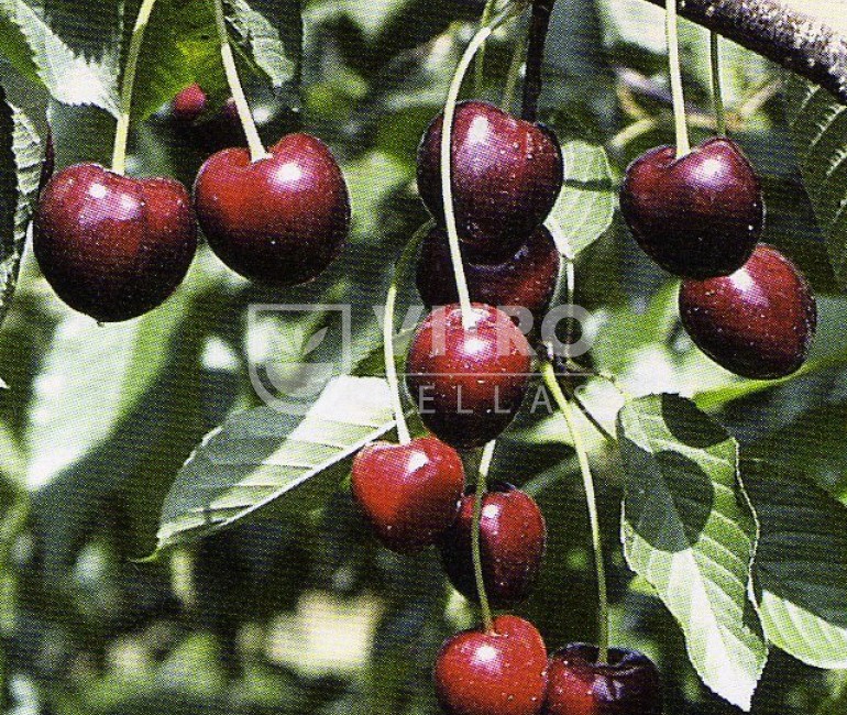 Regina Cherries - Vitro Hellas Nursery